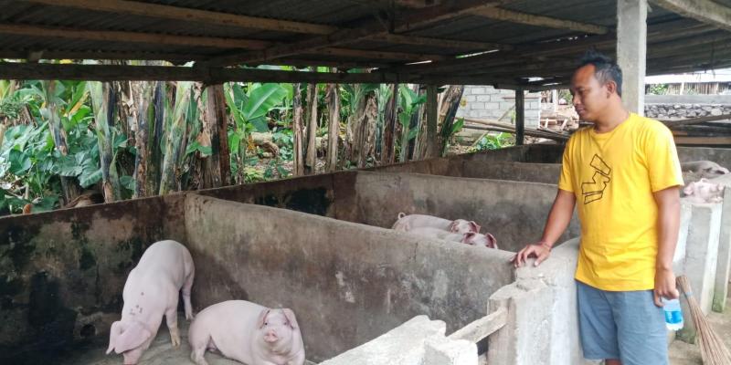 Peternak Pilih Tahan Jual Babi, Tunggu Harga Normal | Bali Tribune